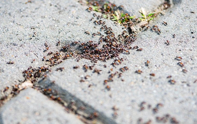 The Key To Getting Rid Of Ants In Pasadena And Keeping Them Away ...