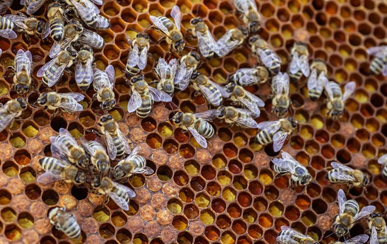 What To Do About Bees Around Your Pasadena Property | Accutech Pest ...