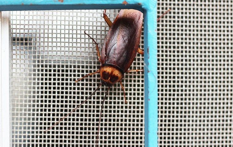 Identifying And Getting Rid Of Roaches In Your Pasadena Home | Accutech ...