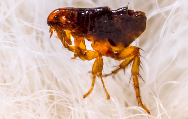 Getting Rid Of A Flea Infestation In Your Pasadena Home For Good ...